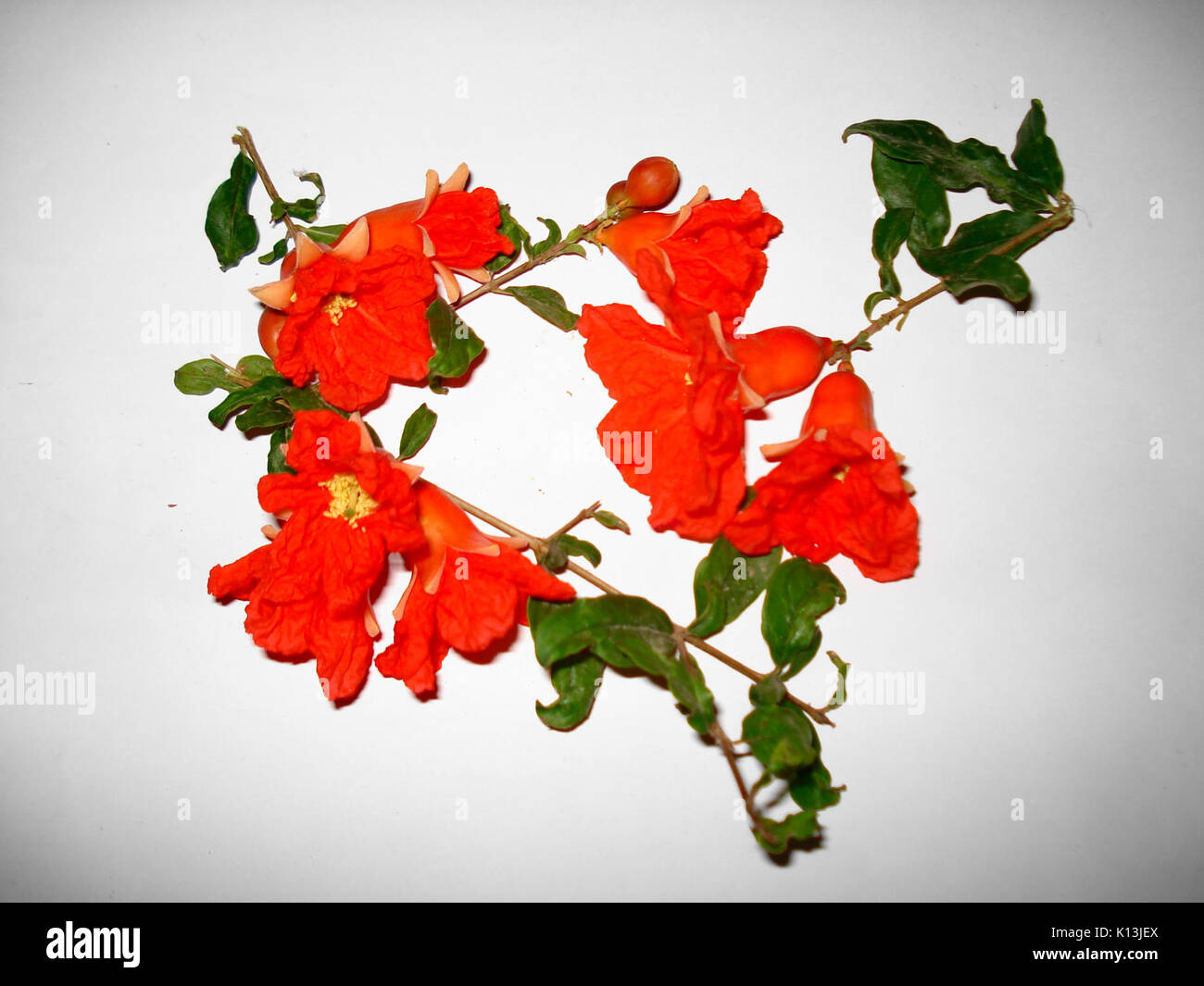 Anarkali illustration hi-res stock photography and images - Alamy