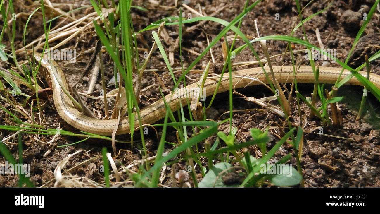 Legless lizard anguis fragilis hi-res stock photography and images - Alamy