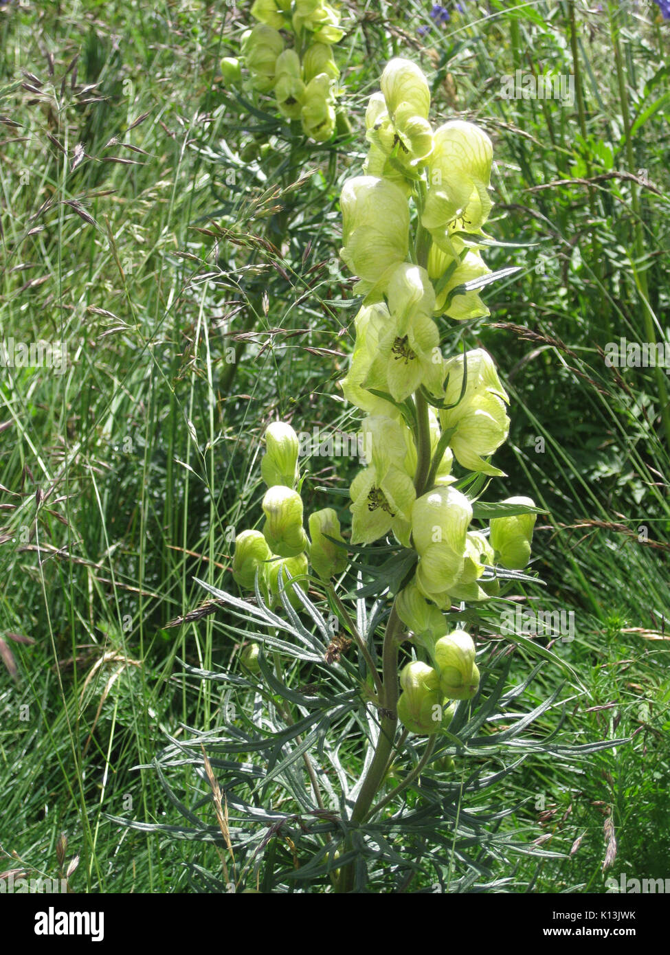 Aconitum anthora hi-res stock photography and images - Alamy
