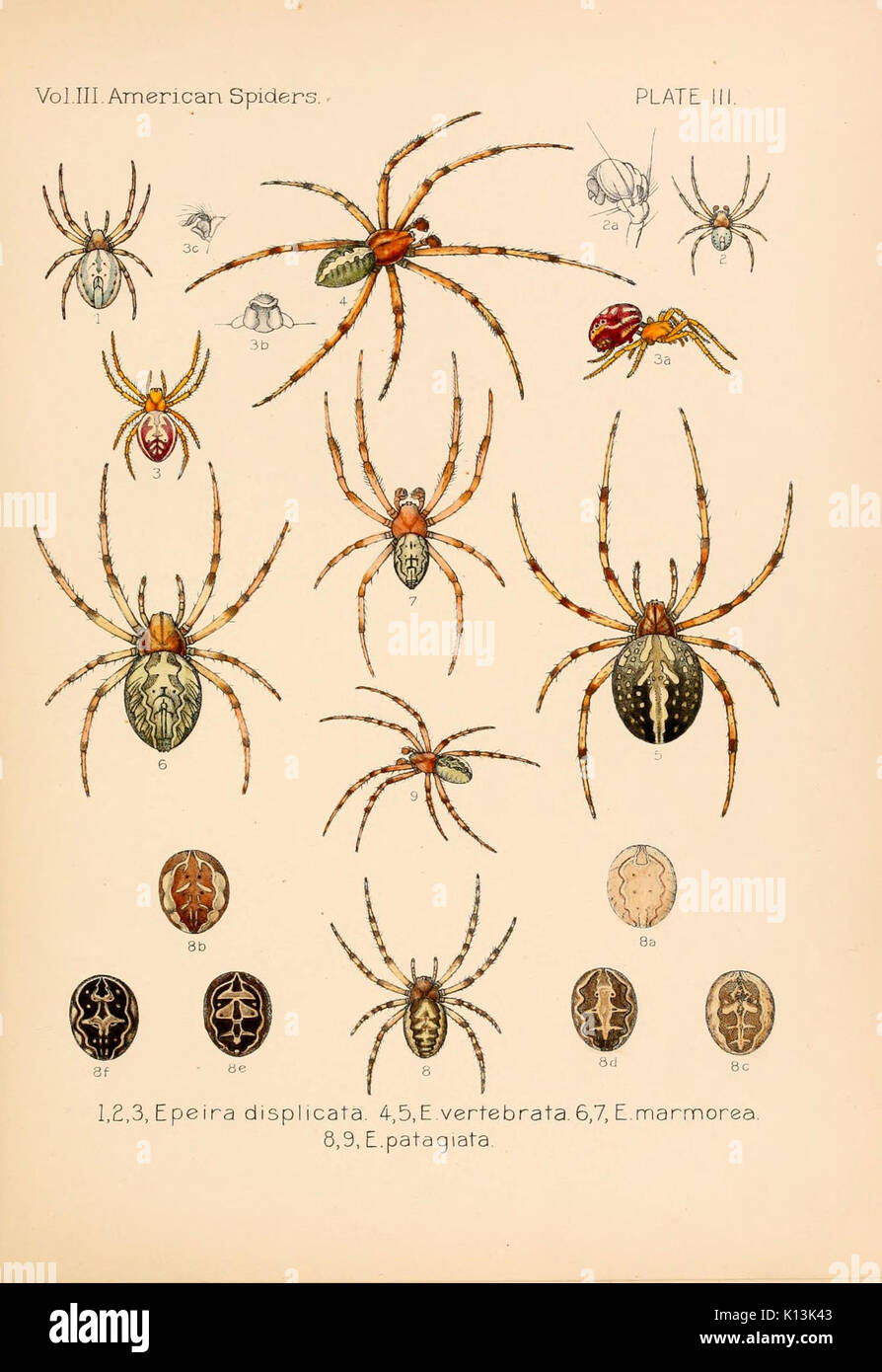 American spiders and their spinningwork (5984688921 Stock Photo - Alamy