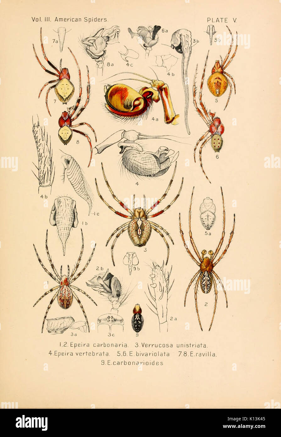 American spiders and their spinningwork (5984689419 Stock Photo - Alamy