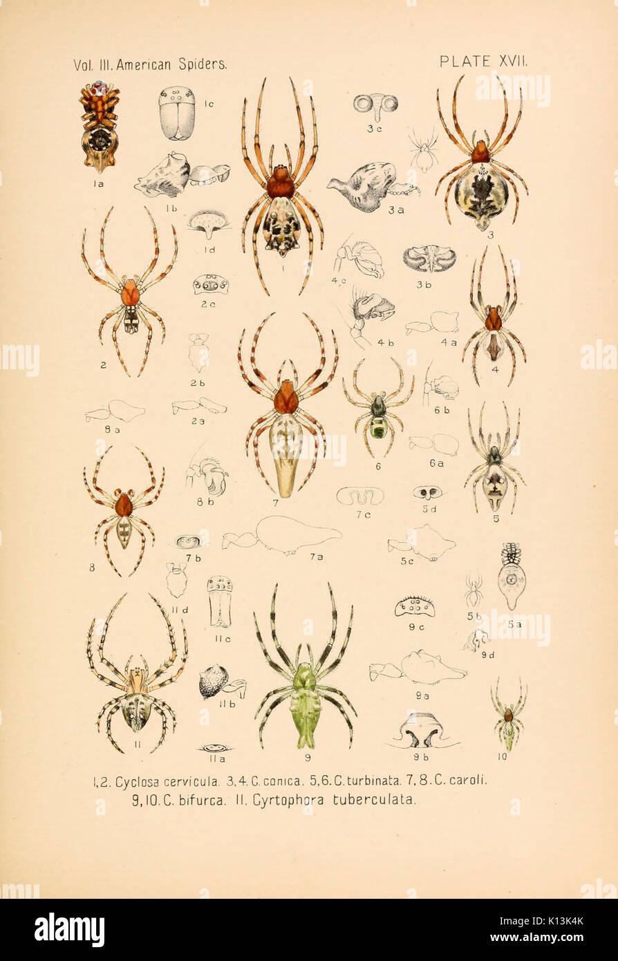Spiders detailed anatomy hi-res stock photography and images - Alamy