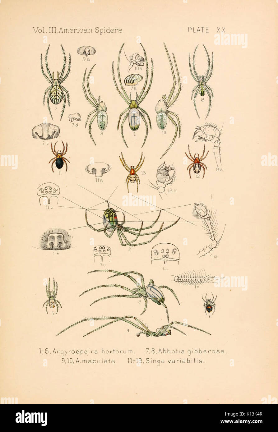 Intricate structures of spiders hi-res stock photography and images - Alamy