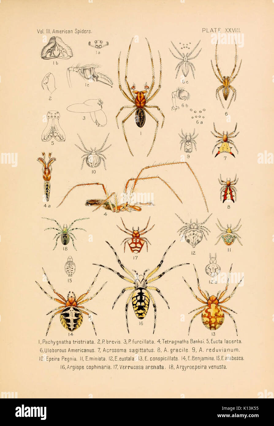 American spiders and their spinningwork (5984703729 Stock Photo - Alamy