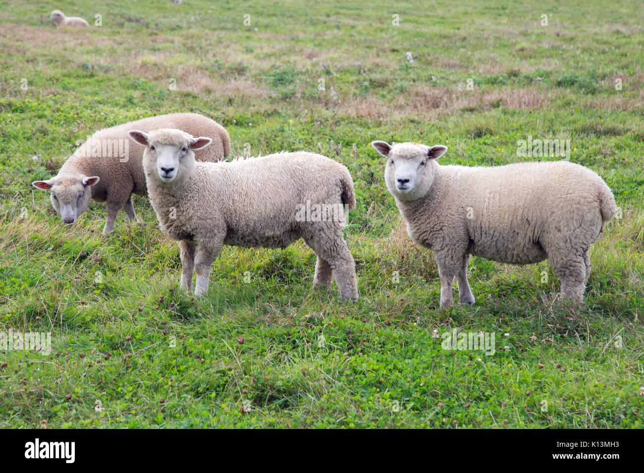 Sheep in a farm field Stock Photo - Alamy