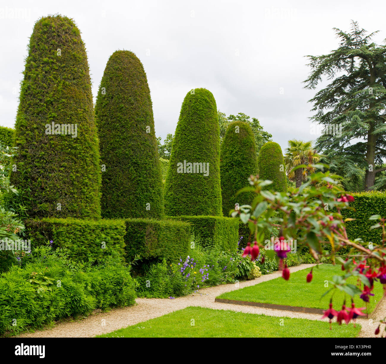English garden with row of high conical shaped topiary hedges of Yew ...