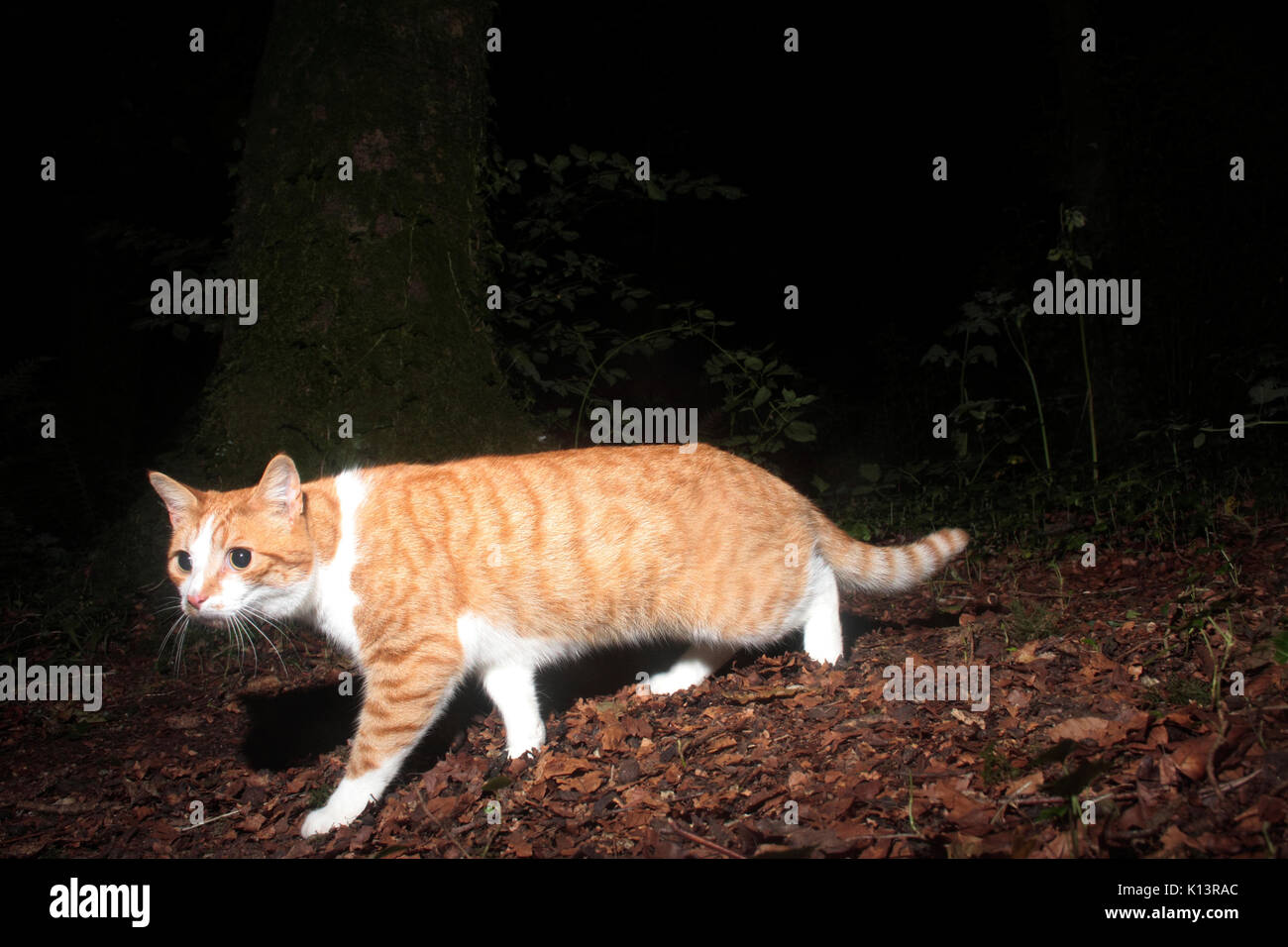 Feral cat foraging food hi-res stock photography and images - Alamy