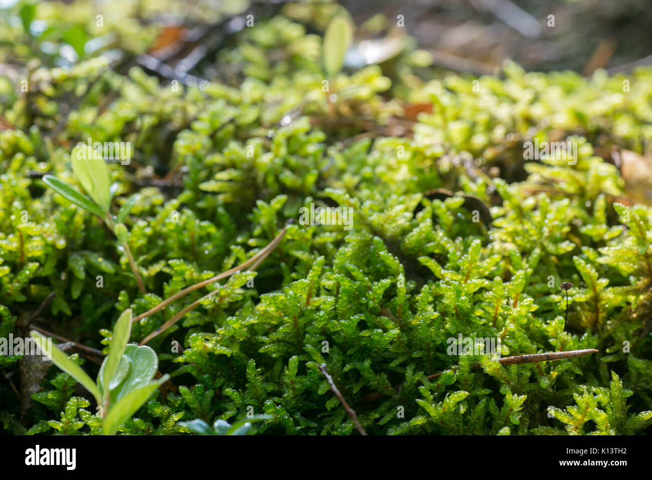 wet moss in summer forest selective focus closeup Stock Photo - Alamy