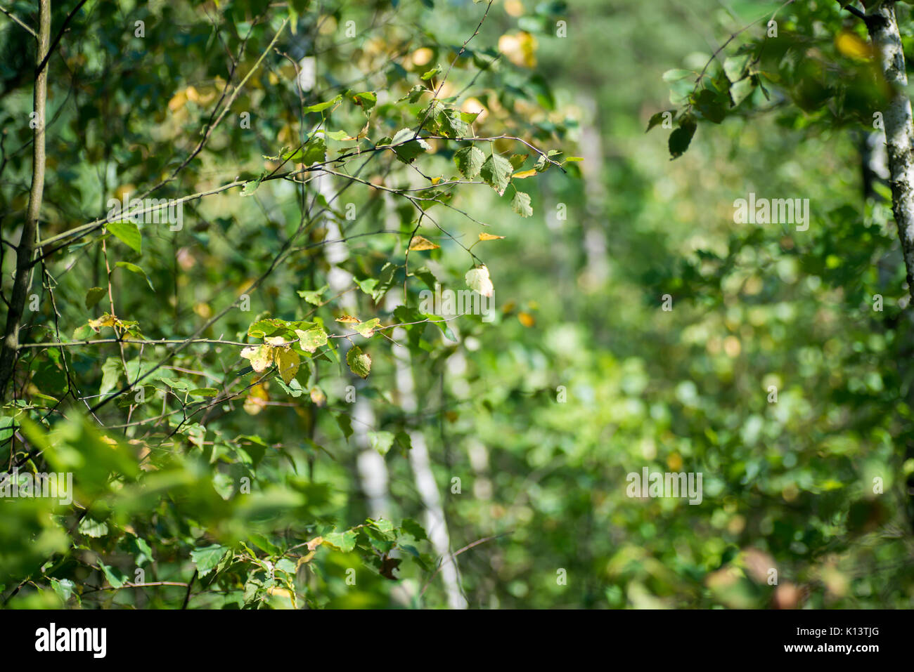 Closeup lush forest environment hi-res stock photography and images - Alamy