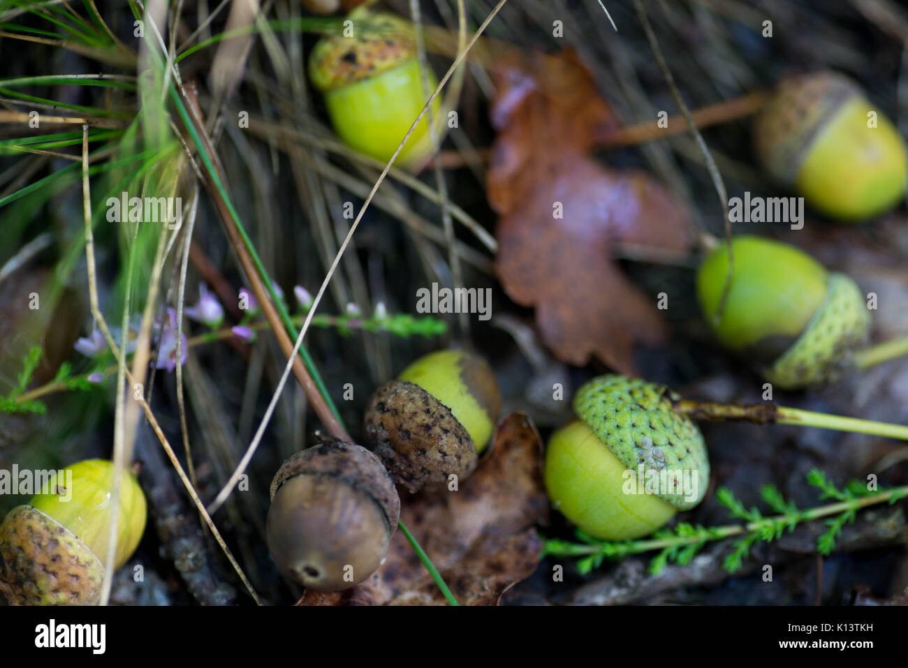 Acorns and grass hi-res stock photography and images - Alamy