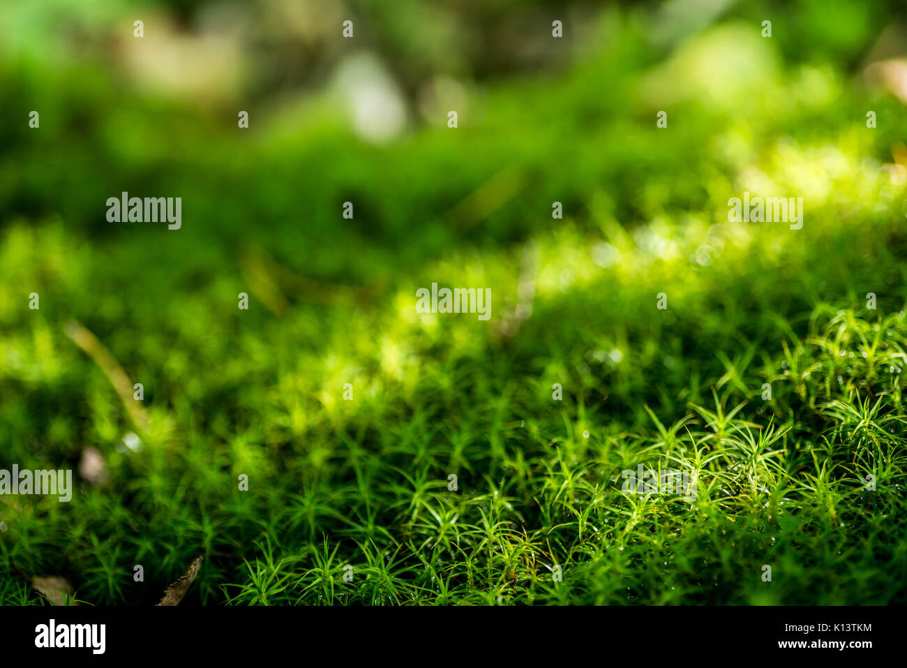 Wet moss hi-res stock photography and images - Alamy