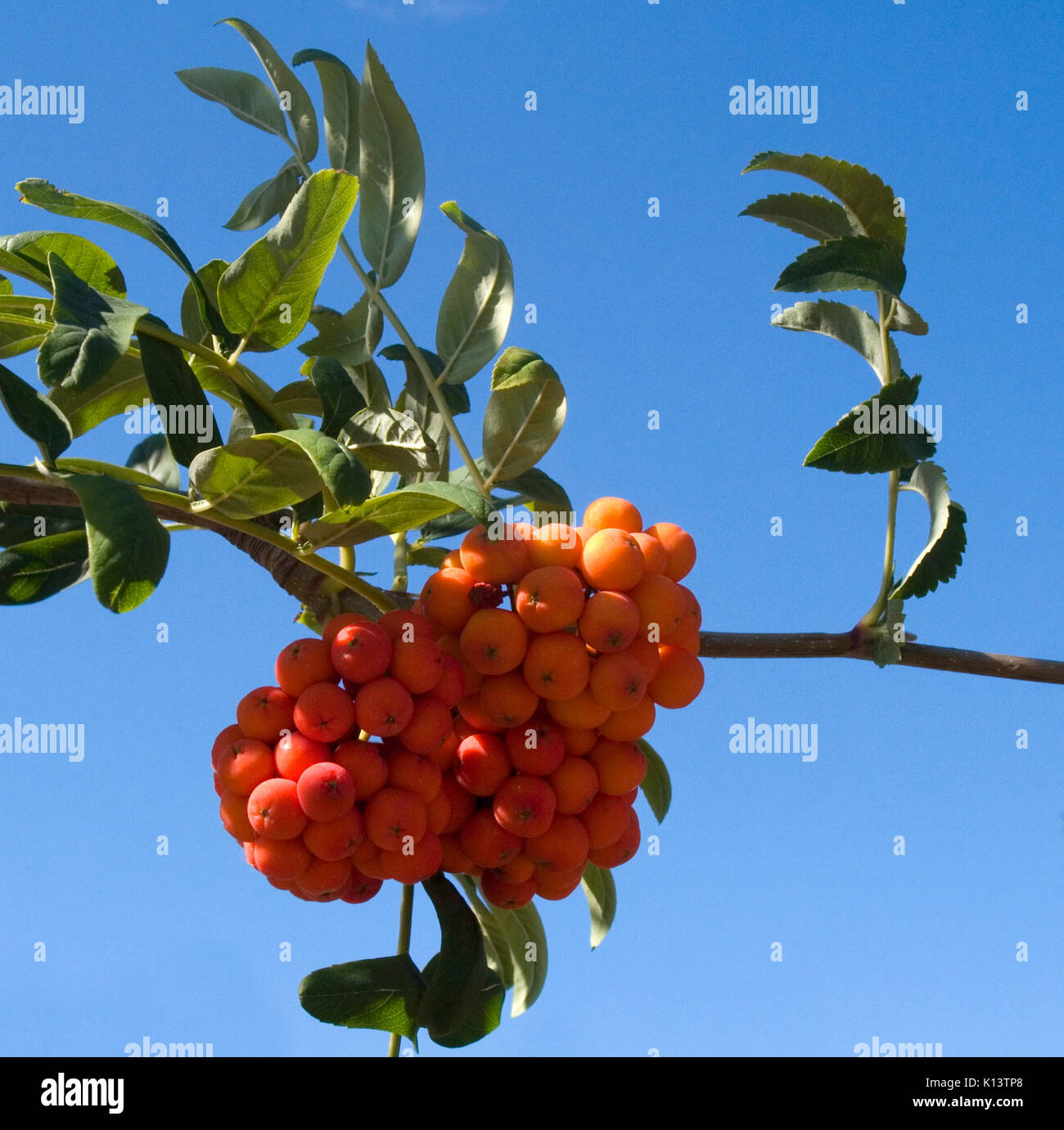 Fruits of mountain ash Stock Photo - Alamy