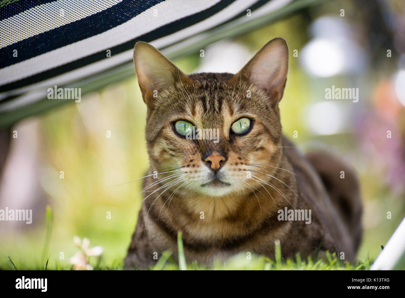 Bengal cat adult domestic hi-res stock photography and images - Alamy