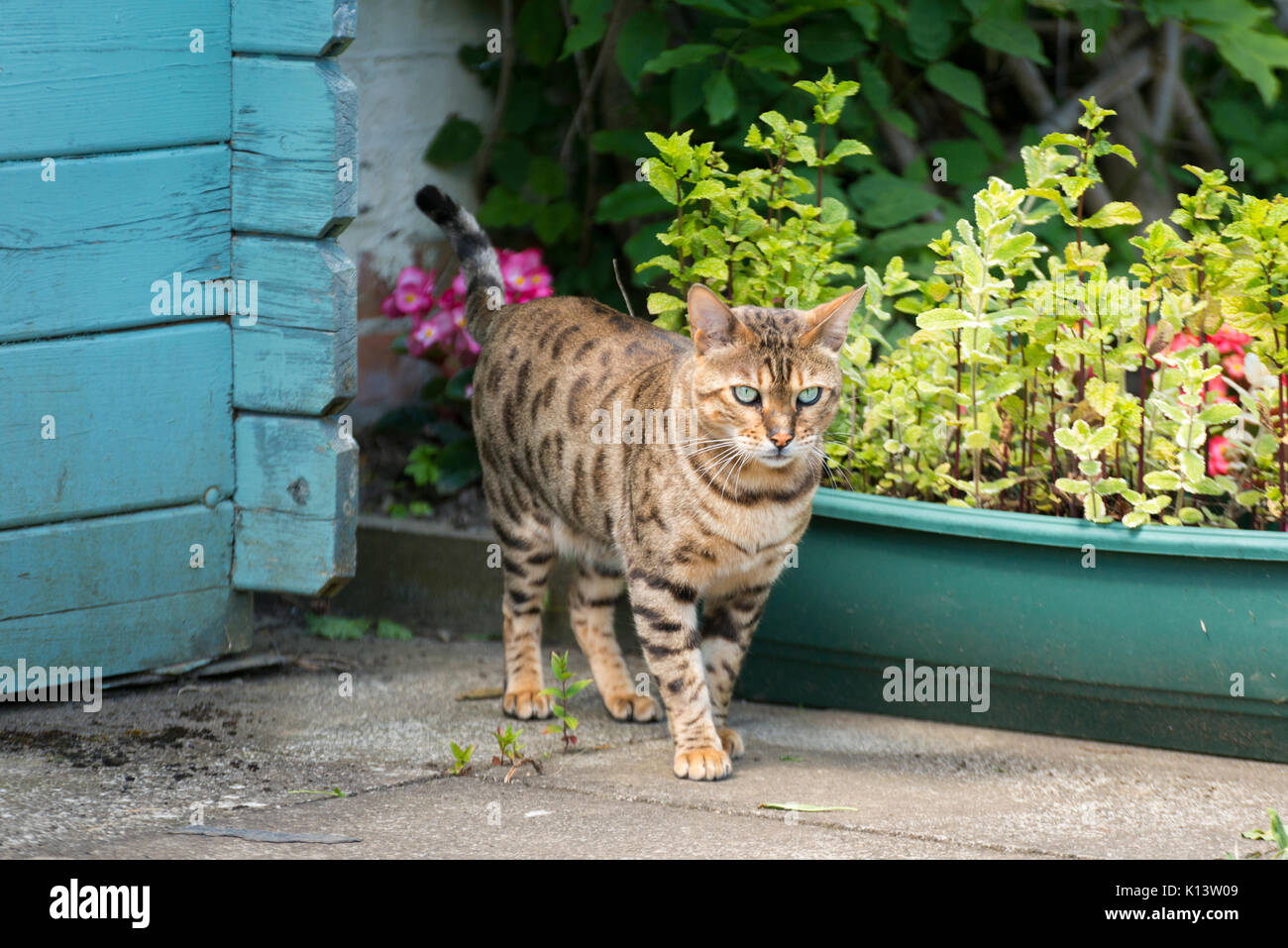 Bengal house cat outside in the garden Stock Photo - Alamy