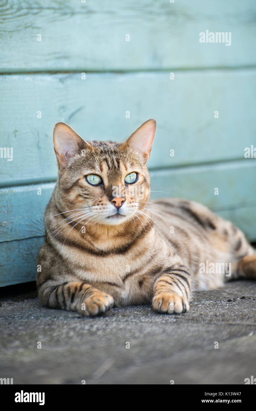 Bengal cat adult domestic hi-res stock photography and images - Alamy