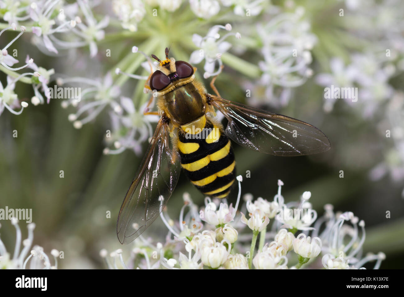 Uk hoverfly hi-res stock photography and images - Alamy