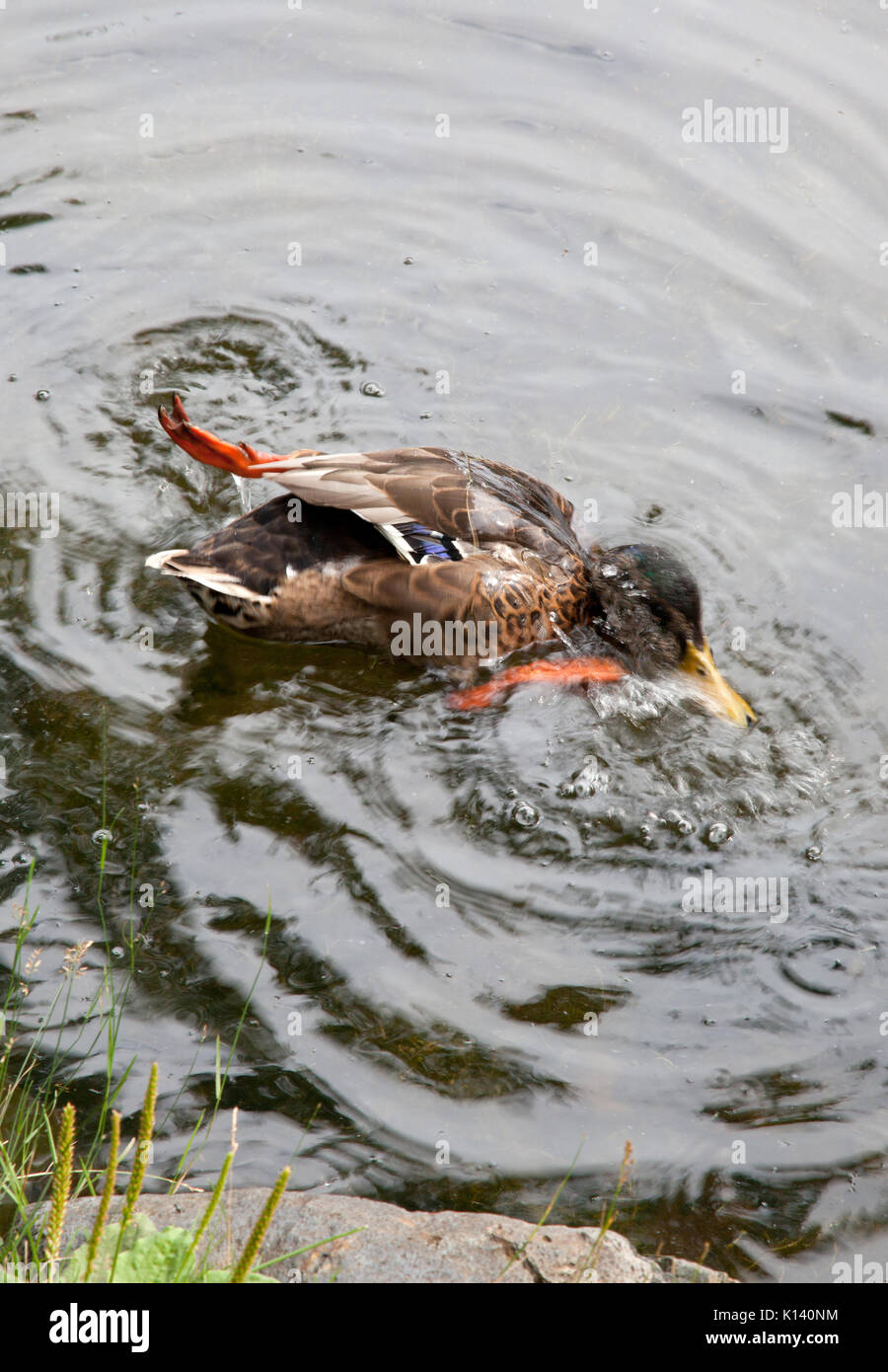little duck struggling to swim in water Stock Photo - Alamy