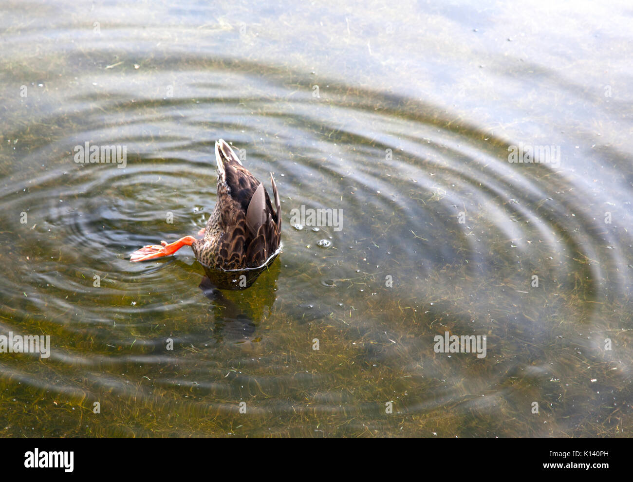 Bob tail hi-res stock photography and images - Alamy