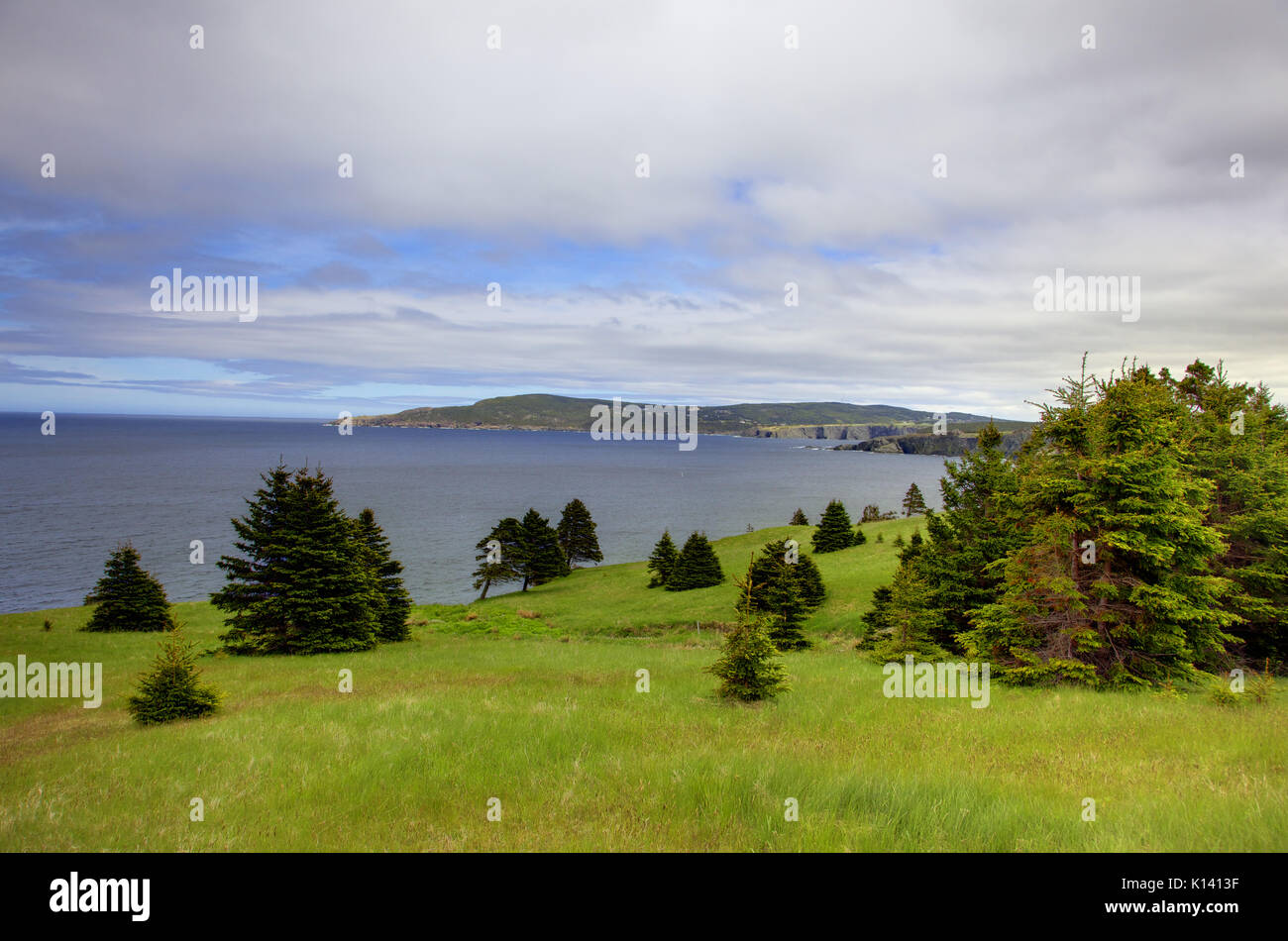 view from a green space with trees looking out to ocean, on ...