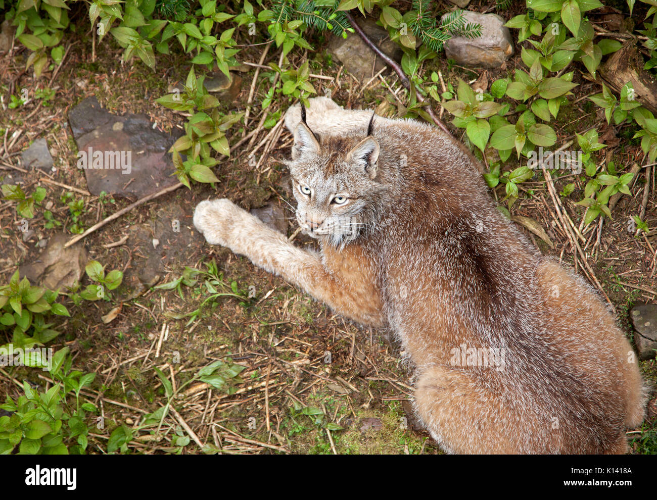 a brown lynx with yellow eyes looks at the camera Stock Photo - Alamy