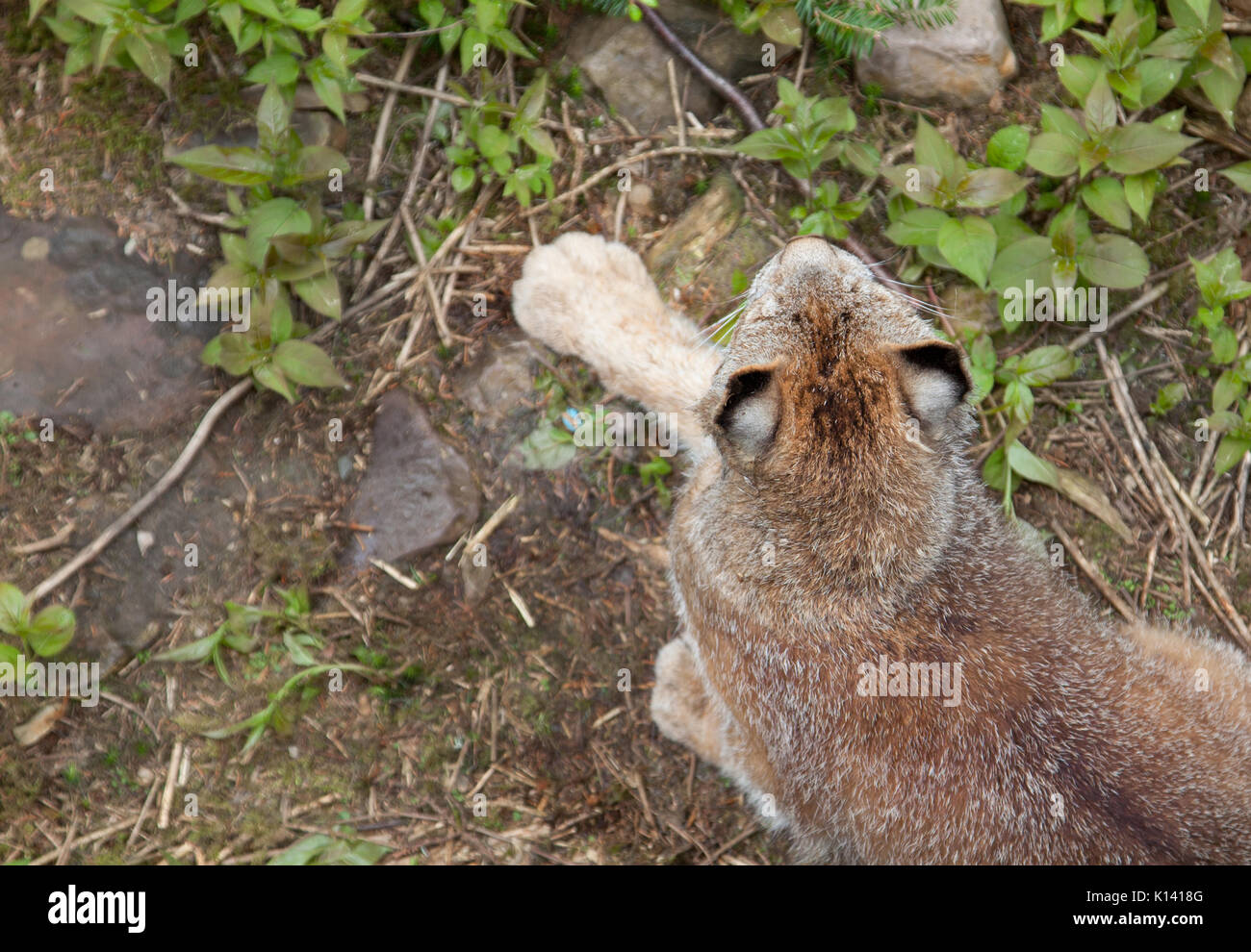 top view of a furry brown lynx and fuzzy ears, big paws Stock Photo - Alamy