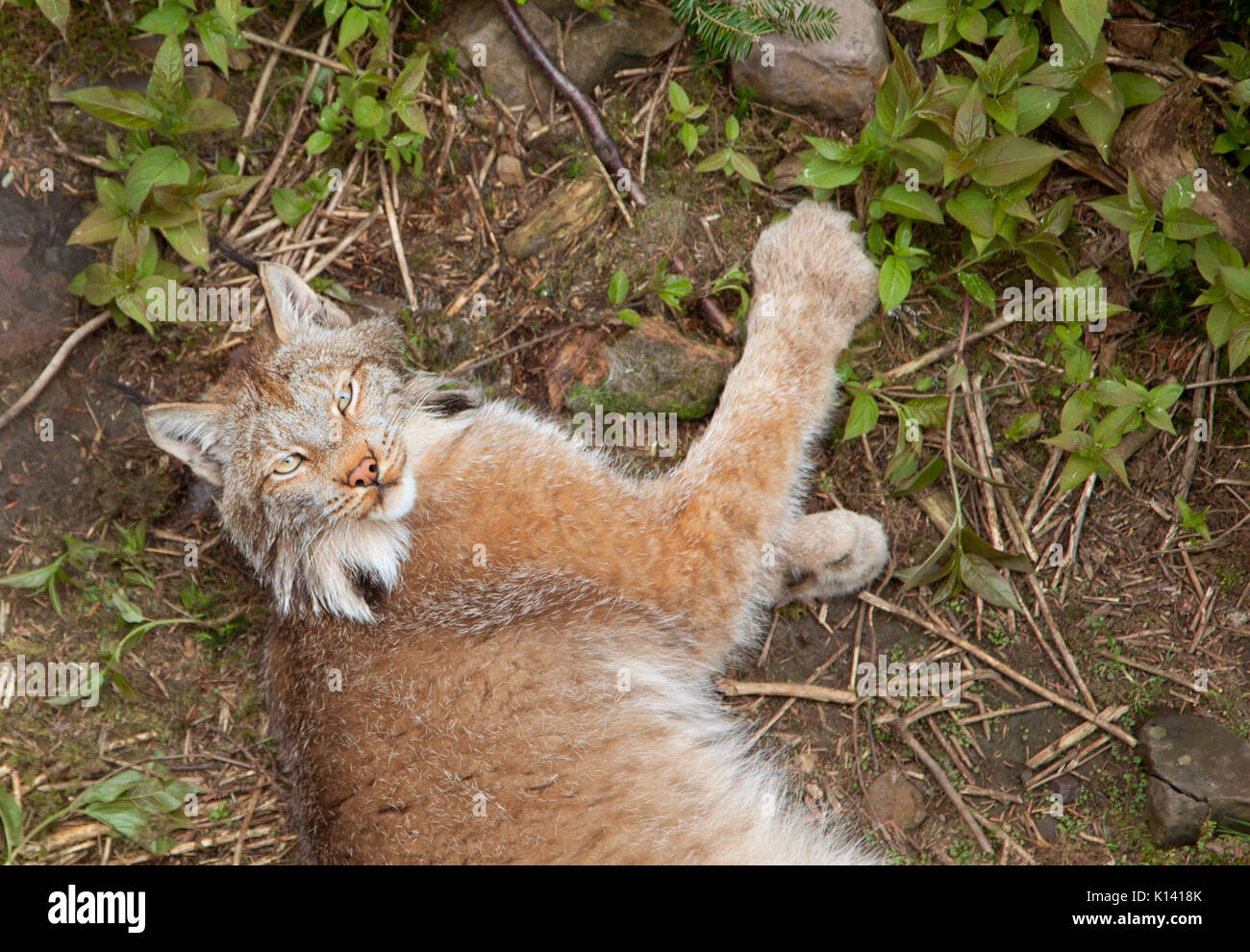 Eyes rolling back hi-res stock photography and images - Alamy