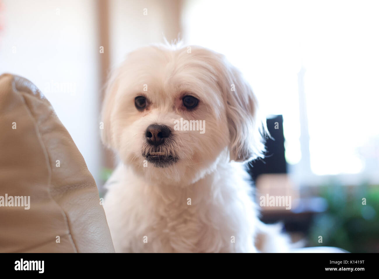 Dog around corner hi-res stock photography and images - Alamy