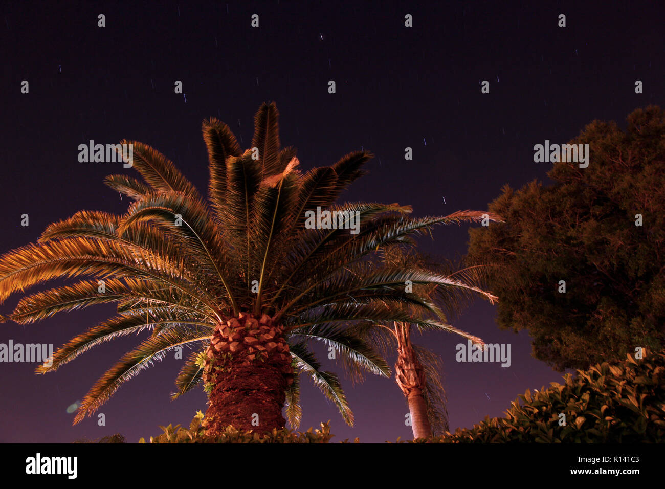 palm tree at night Stock Photo - Alamy