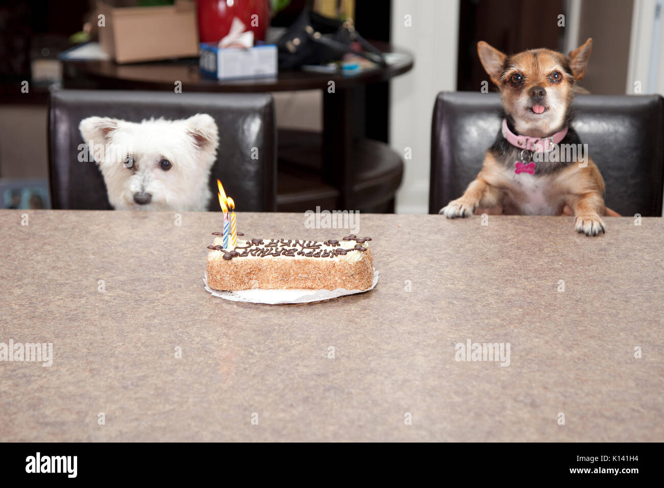Two dogs sitting in chairs at a table with a birthday cake with candles ...