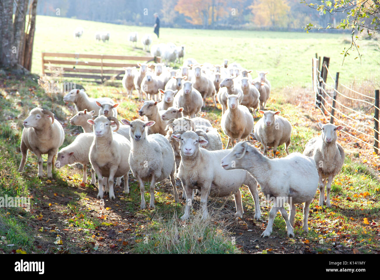 A field full of sheep on a farm Stock Photo - Alamy