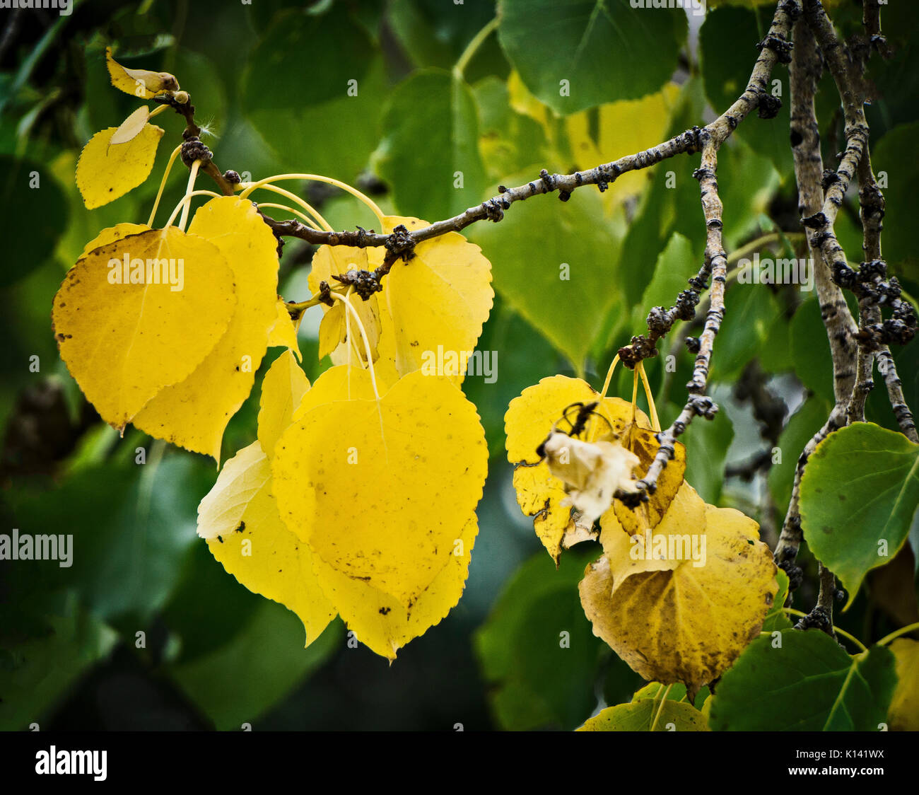 August tree leaves hi-res stock photography and images - Alamy