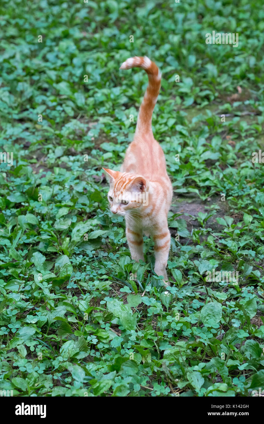 Orange Tabby farm kitten on green grass, weeds Stock Photo - Alamy