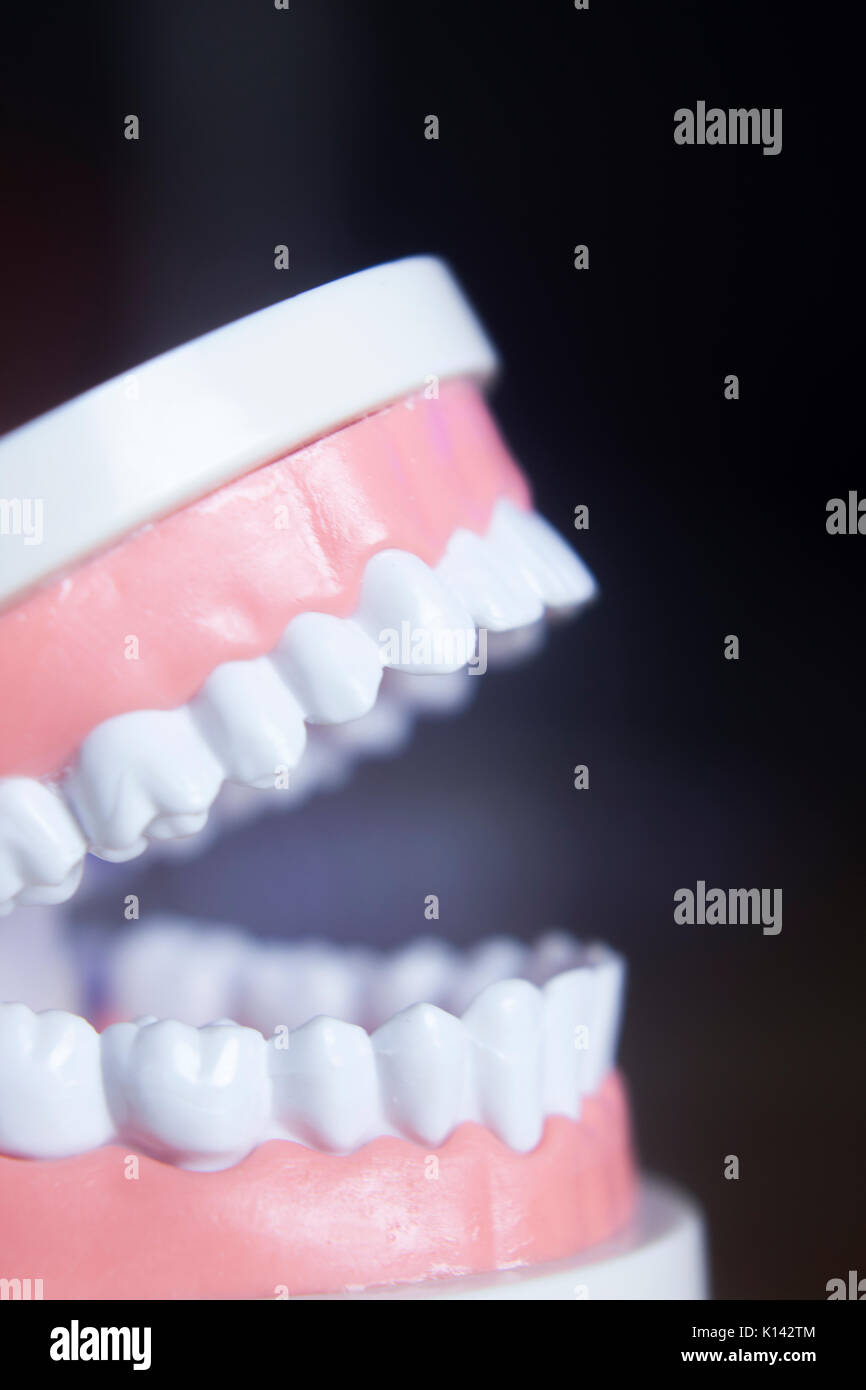 Dental teeth orthodontic dentistry teachng model with gums, tooth ...