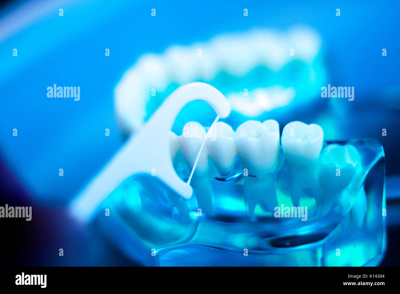 Dental teeth orthodontic dentistry teachng model with gums, tooth ...