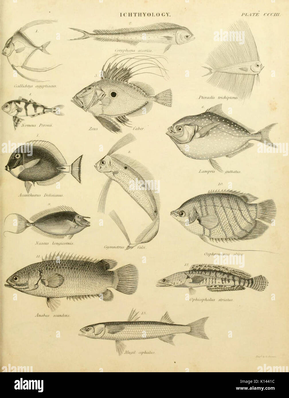 An introduction to the natural history of fishes (Page 234) (6001874120 ...
