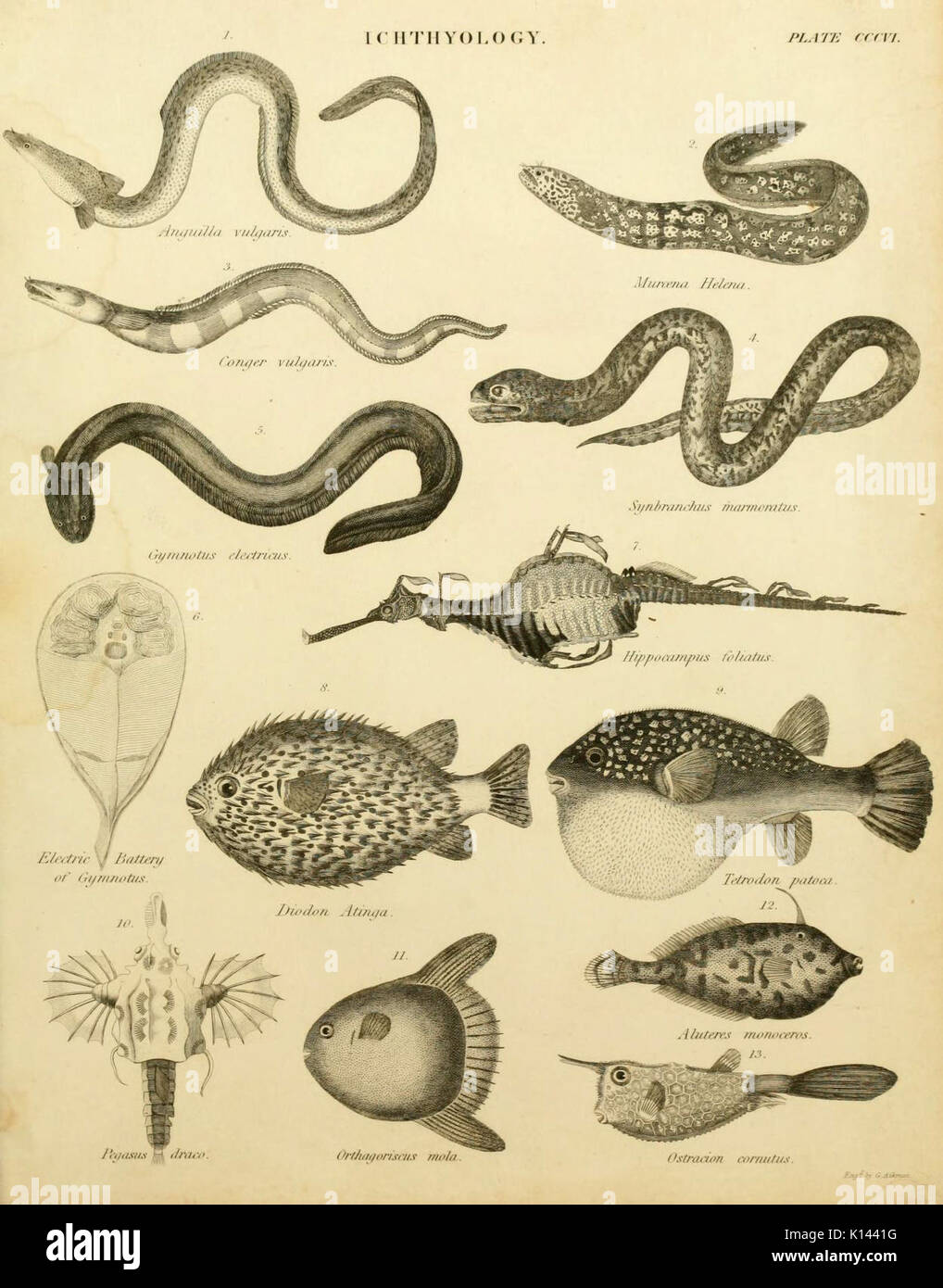 An introduction to the natural history of fishes (Page 234) (6001874536 ...