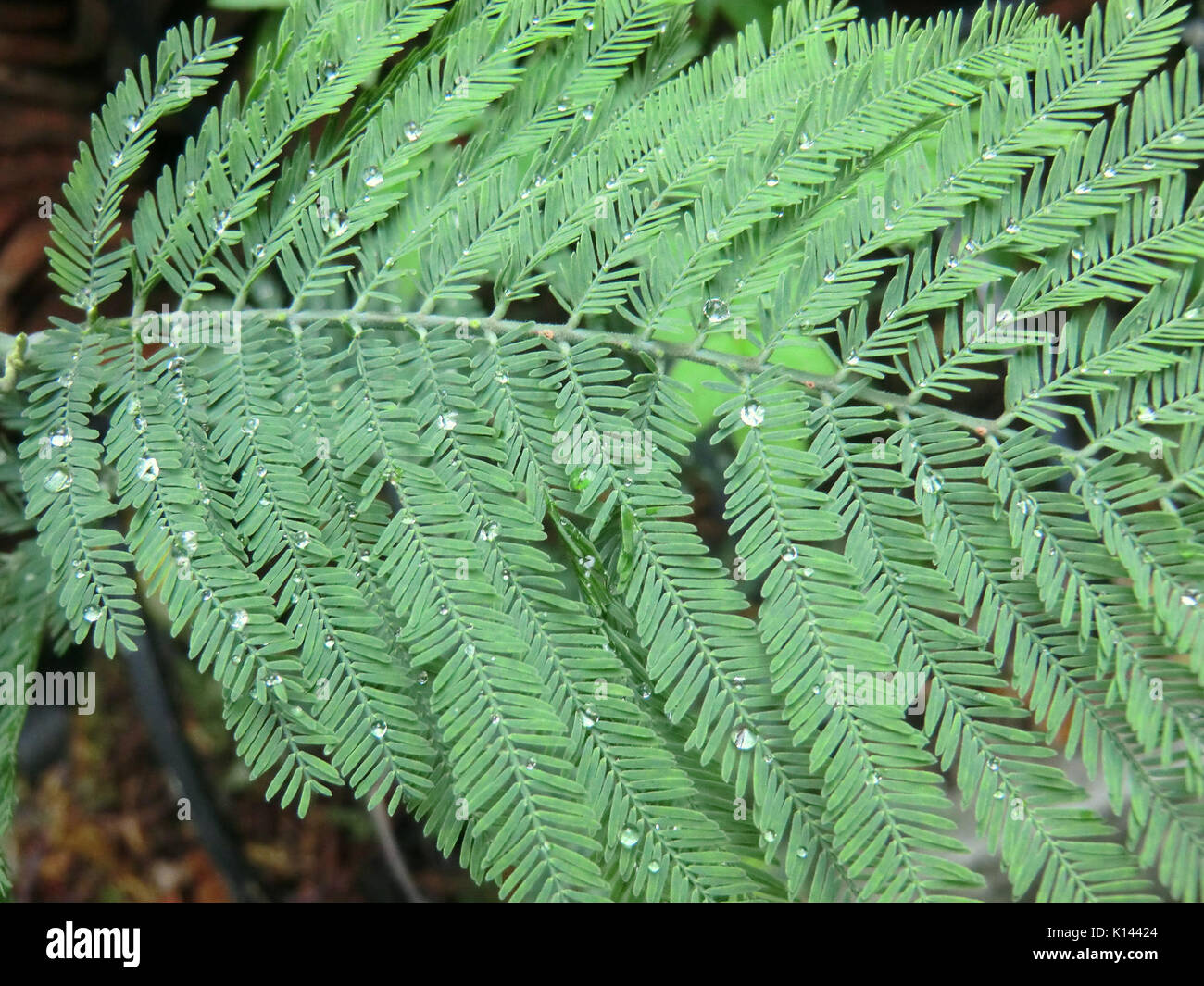 Acacia dealbata history hi-res stock photography and images - Alamy