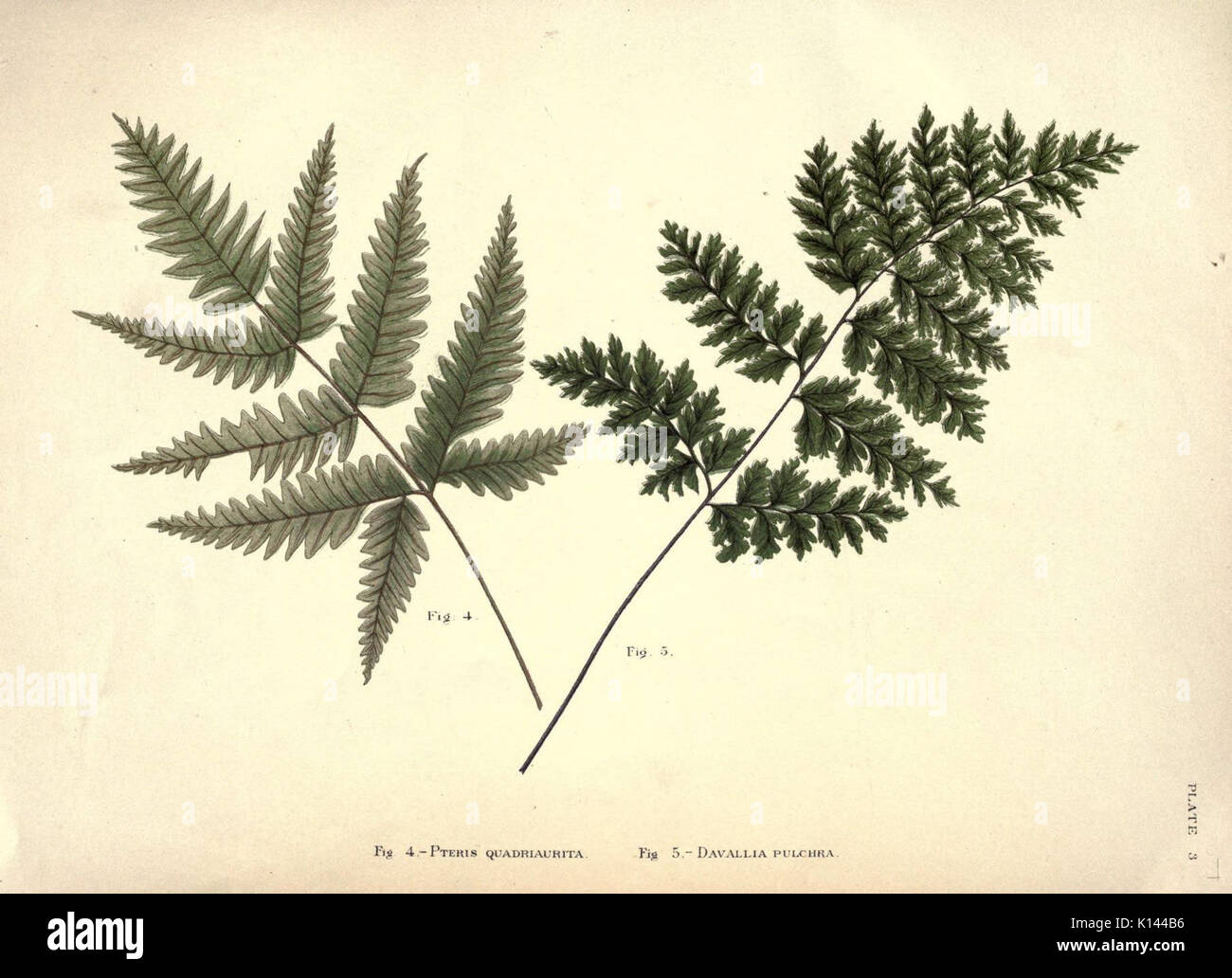 Album of Indian ferns (Plate 3) (6025228341 Stock Photo - Alamy