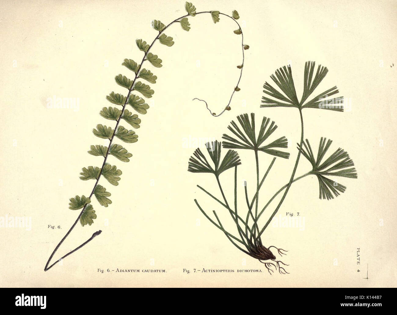 Album of Indian ferns (Plate 4) (6025228501 Stock Photo - Alamy