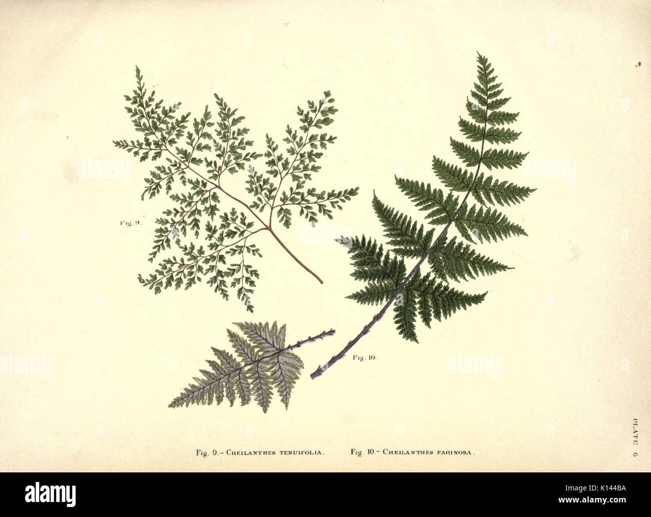 Album of Indian ferns (Plate 6) (6025228927 Stock Photo - Alamy
