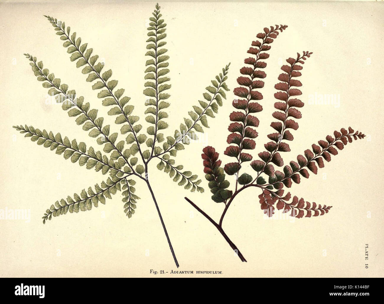 Album of Indian ferns (Plate 10) (6025784354 Stock Photo - Alamy