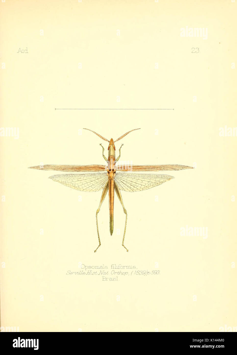 Insects classification hi-res stock photography and images - Alamy