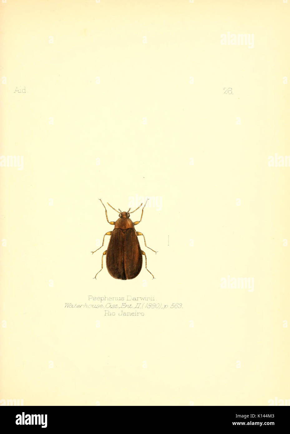 Aid to the identification of insects (Plate 26) (6025819157 Stock Photo ...