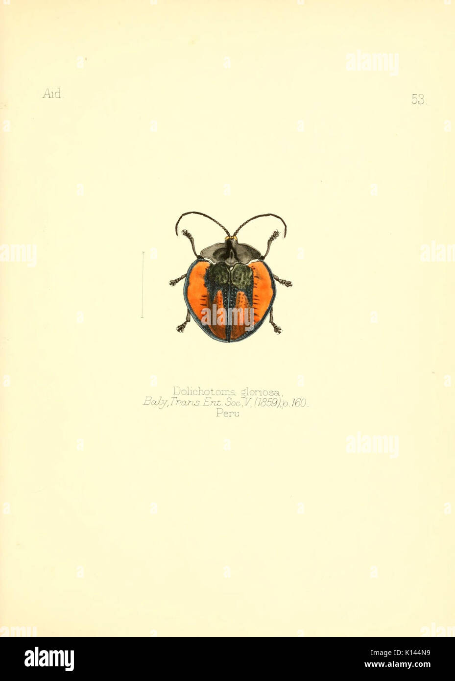 Aid to the identification of insects (Plate 53) (6025826477 Stock Photo ...