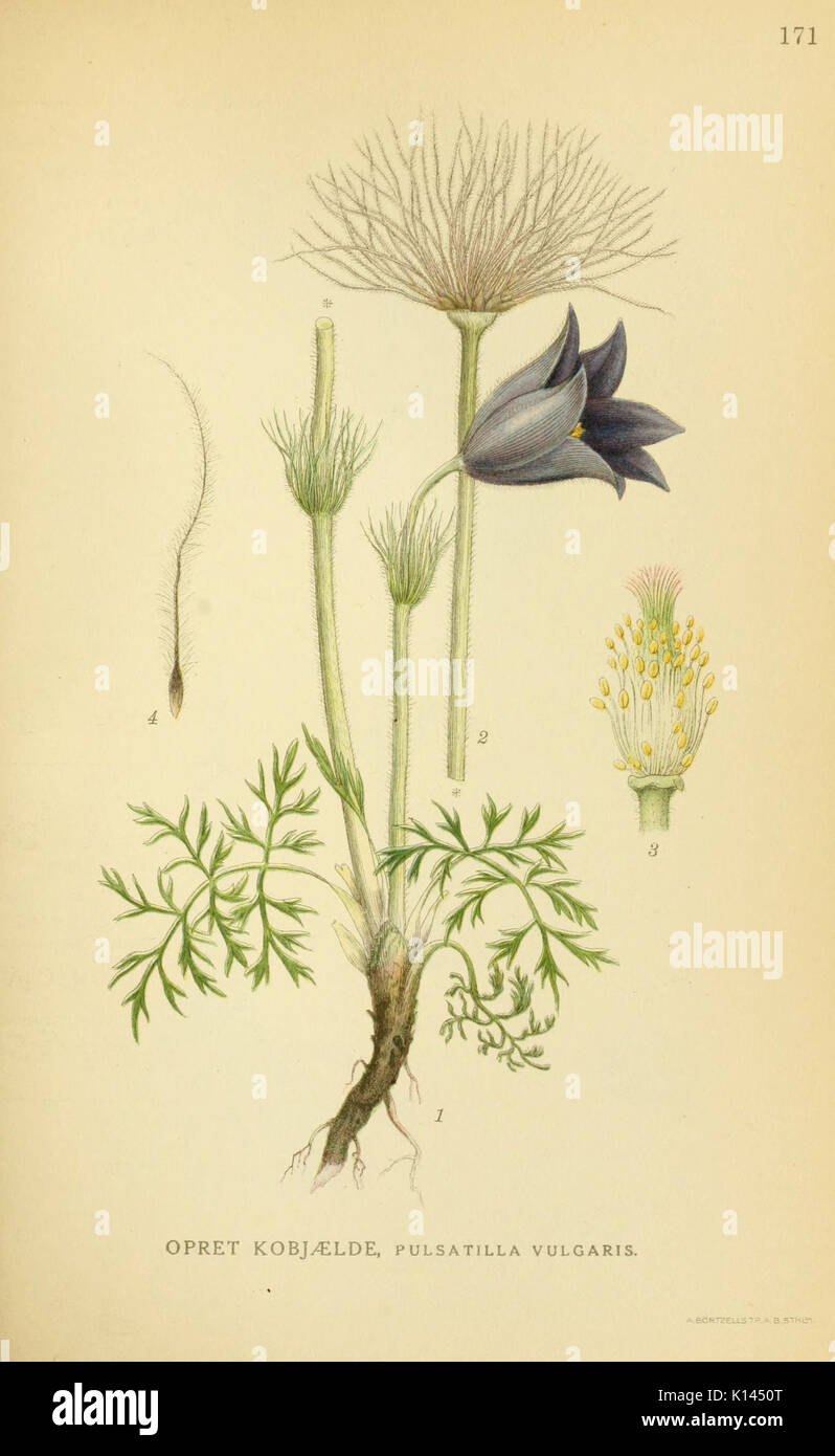 Billeder af nordens flora (Plate 171) (6029380562 Stock Photo - Alamy