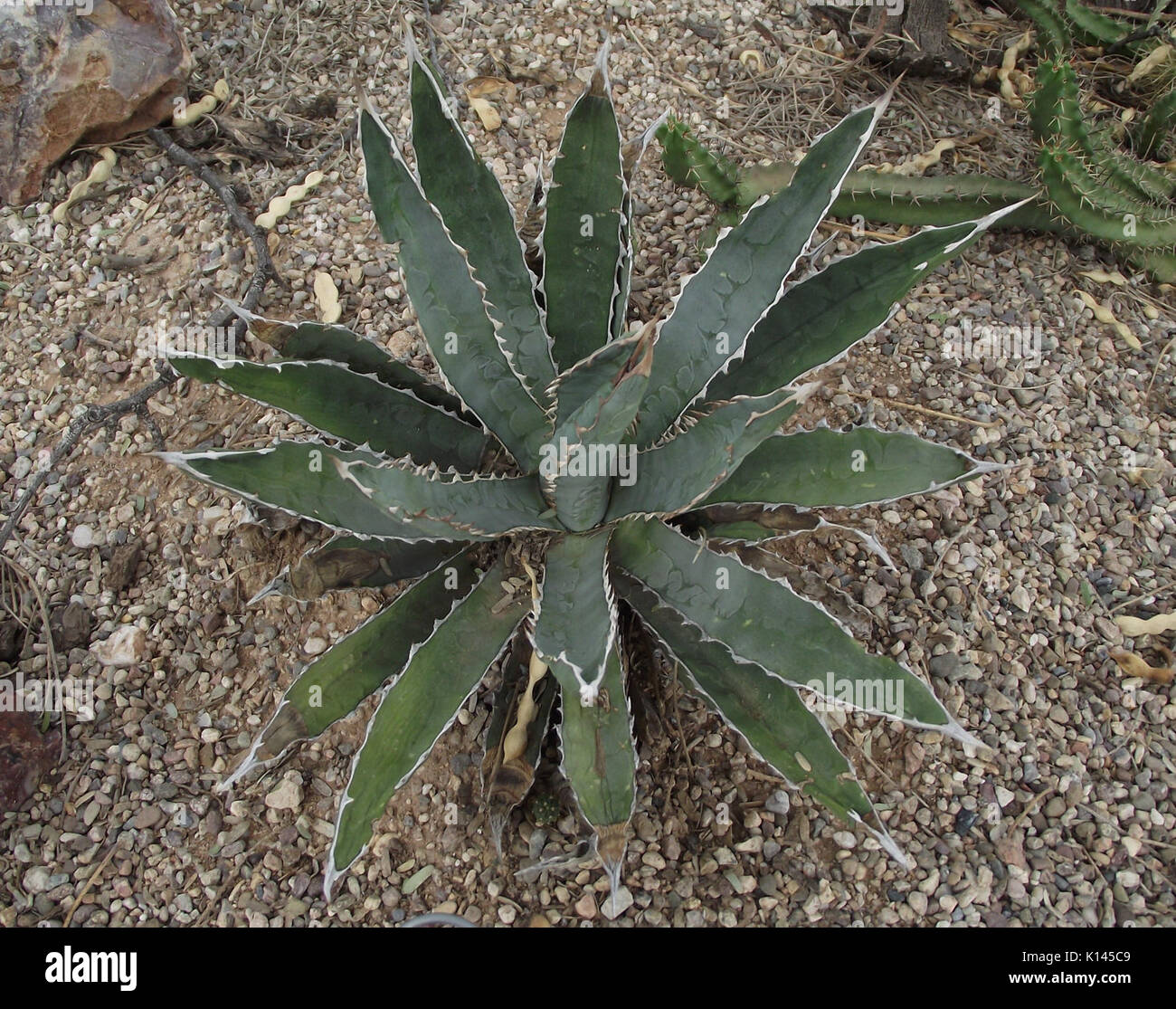Agave lophantha hi-res stock photography and images - Alamy