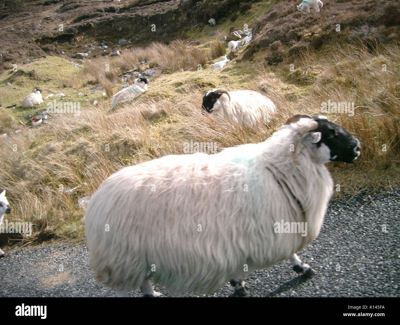 Animals Sheep Road Donegal Ireland Stock Photo - Alamy