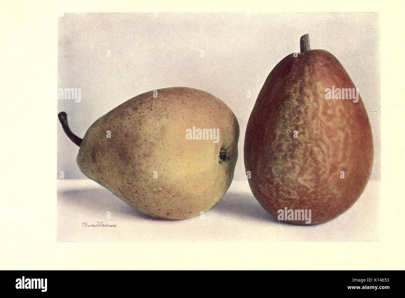 Historic illustration of apples hi-res stock photography and images - Alamy
