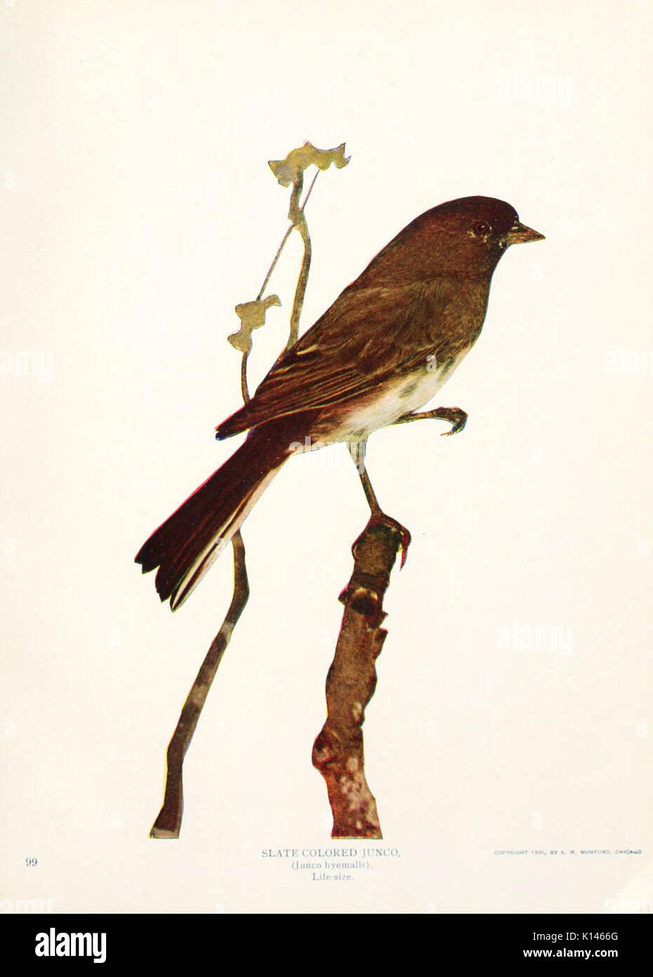Birds and nature in natural colors (Plate 3) (6233789443 Stock Photo ...