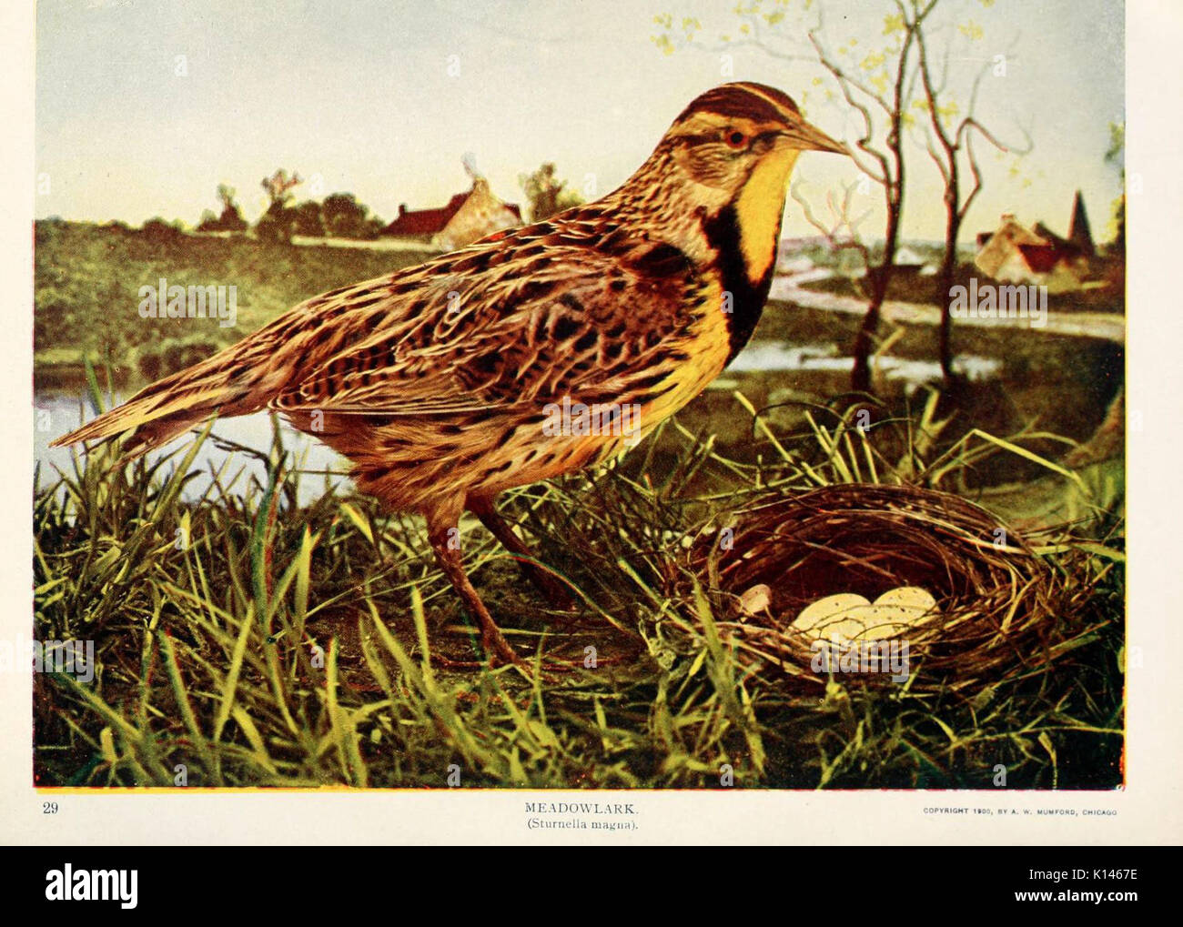 Birds and nature in natural colors (Plate 25) (6234318384 Stock Photo ...